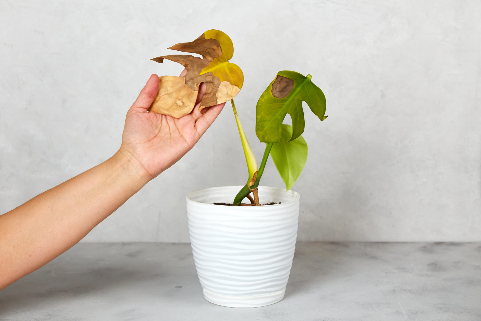 Common Philodendron Problems – Webina